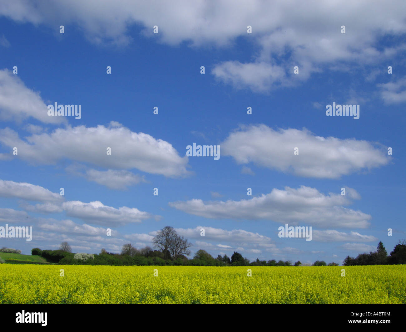 Field of Rapeseed in flower Chelsfield Bromley London UK Stock Photo ...