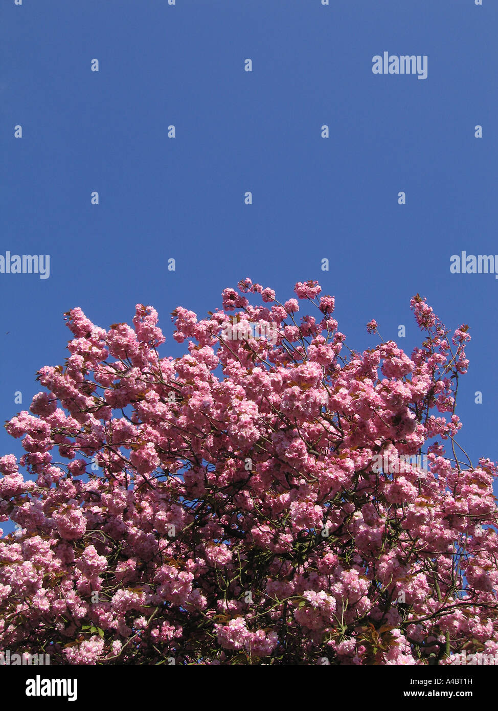Pink cherry blossom in spring Orpington Bromley London UK Stock Photo ...