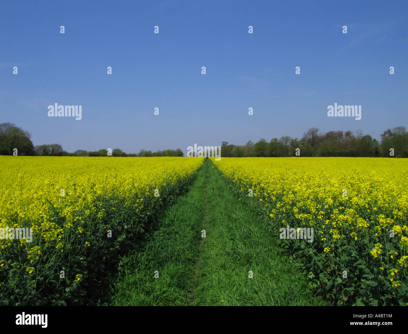 Path through field of Rapeseed in flower Chelsfield Bromley London UK ...