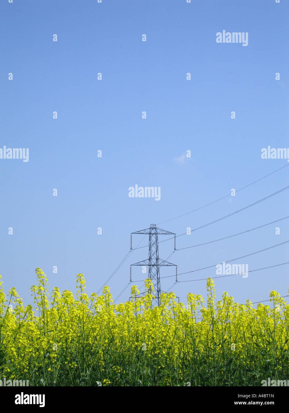 Electricity pylon in a field of Rapeseed in flower Chelsfield Bromley ...