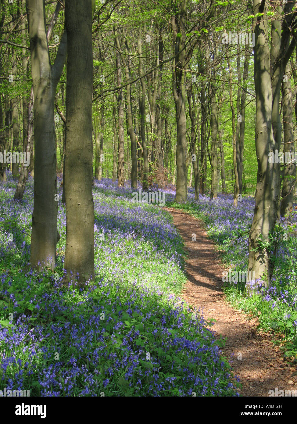 Path through Bluebells in Shoreham Woods Shoreham Kent UK Stock Photo ...