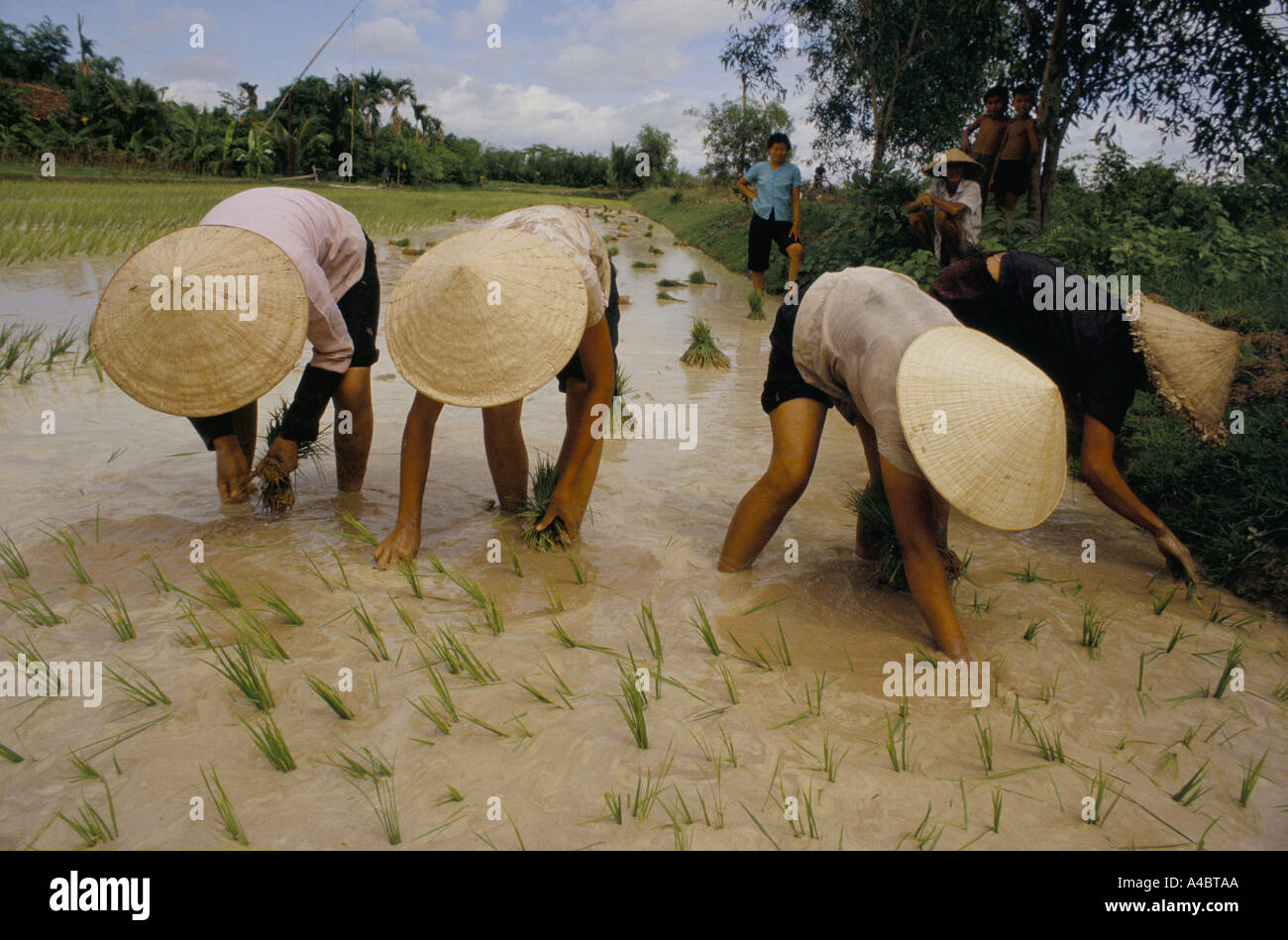 transplanting rice in south vietnam Stock Photo - Alamy