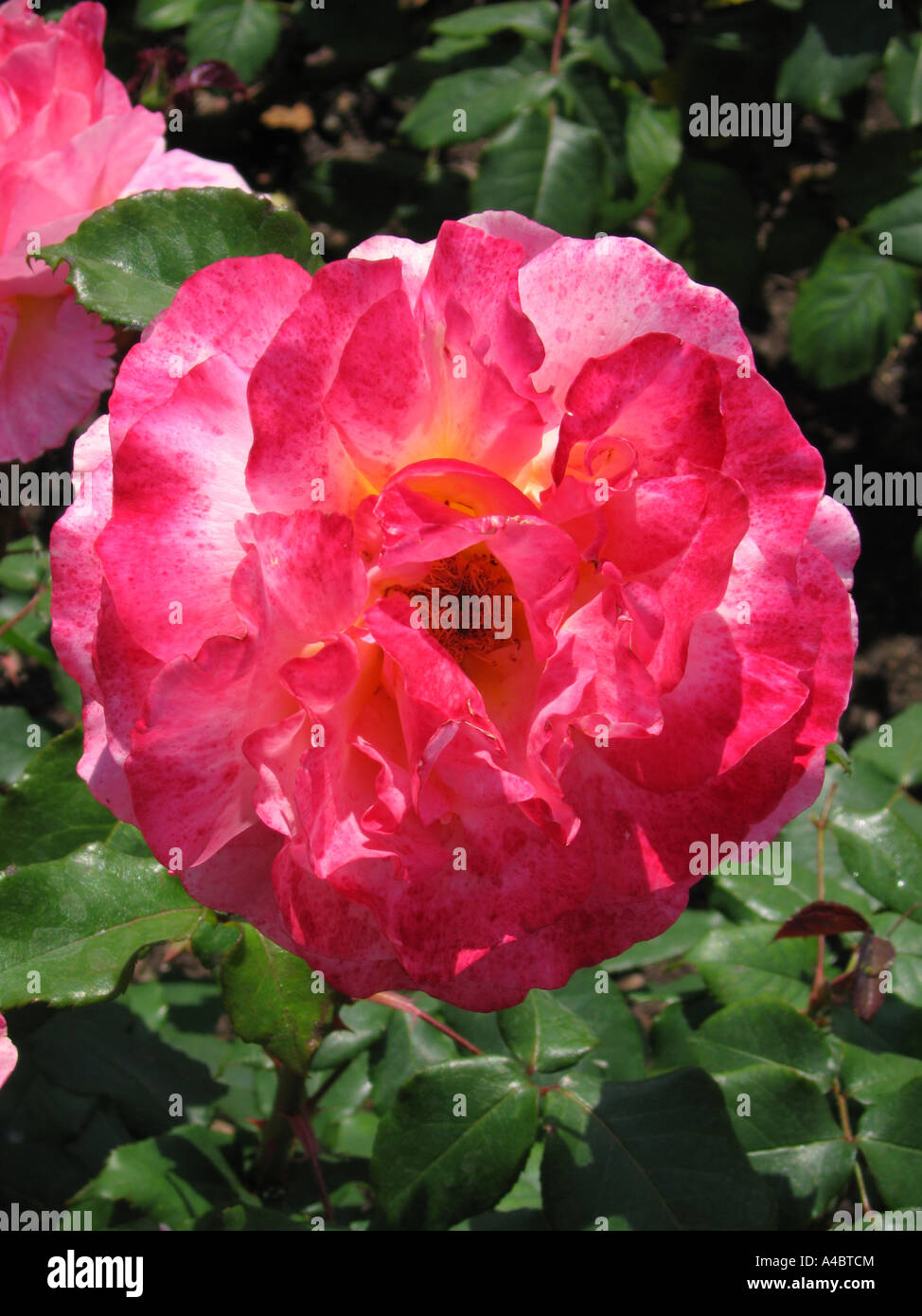 Rose single pink and white speckled Stock Photo - Alamy