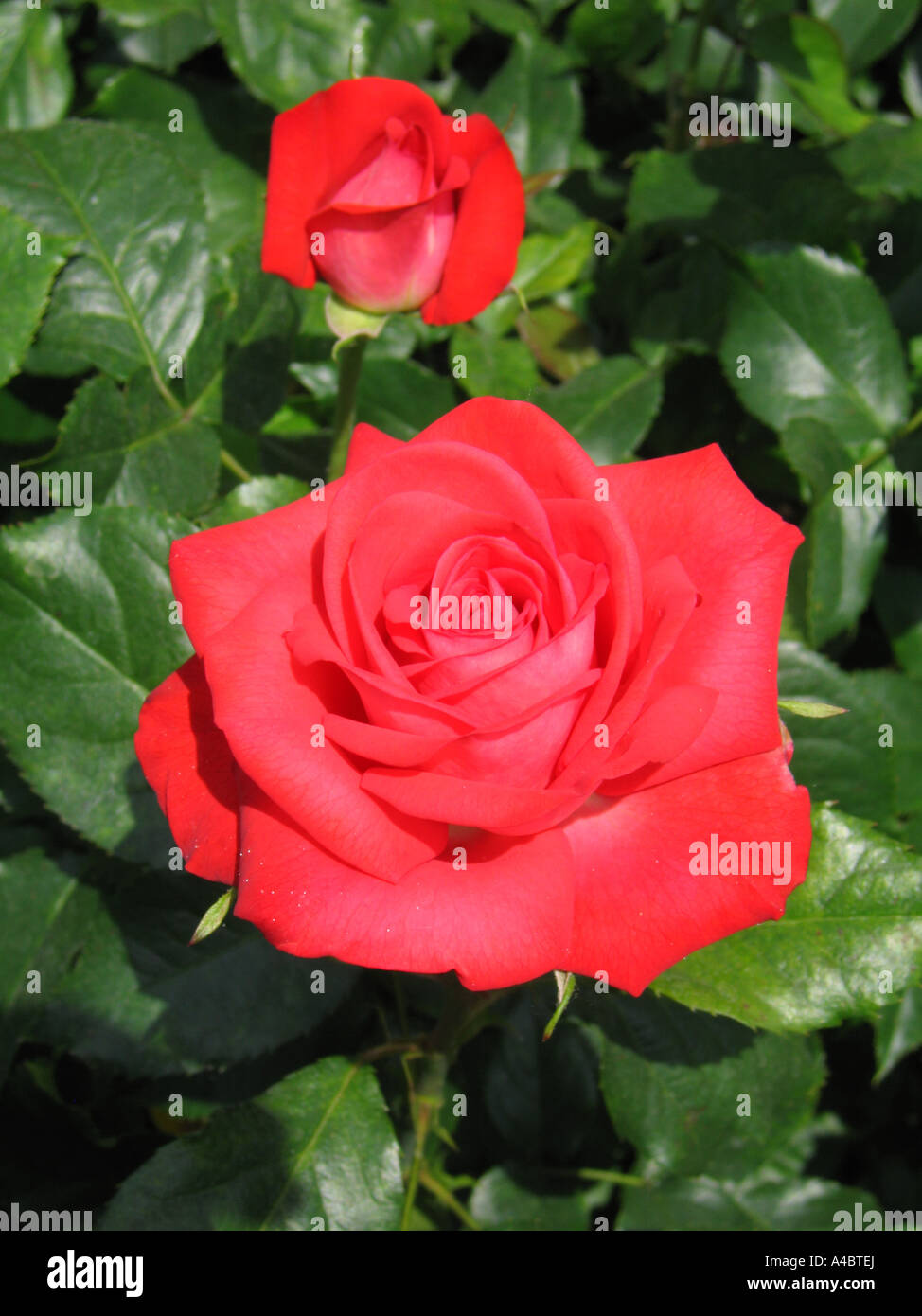 Red rose thorns hi-res stock photography and images - Alamy