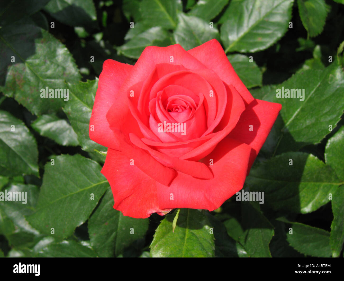 Rose single red Stock Photo - Alamy