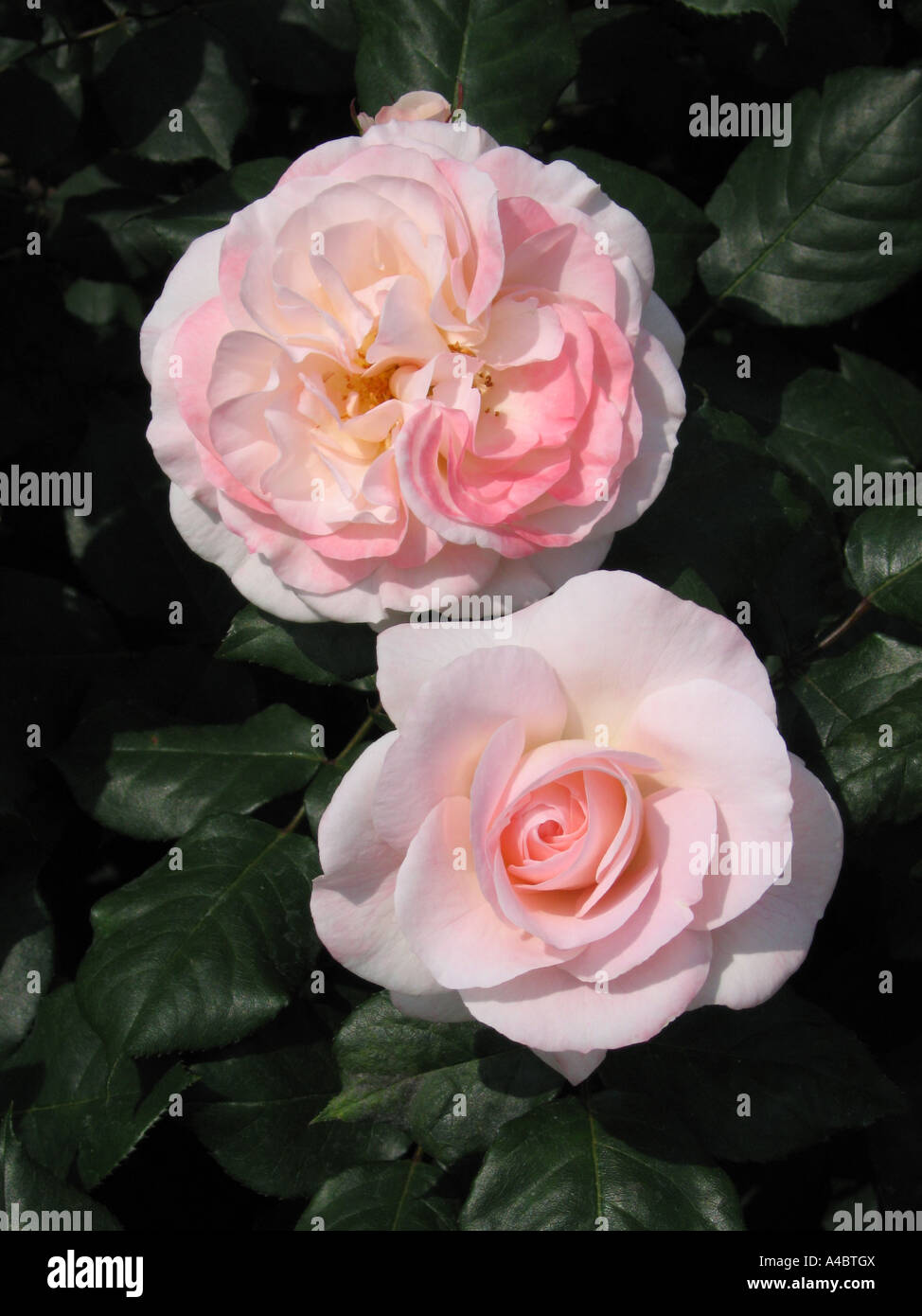 Rose two pink Stock Photo - Alamy