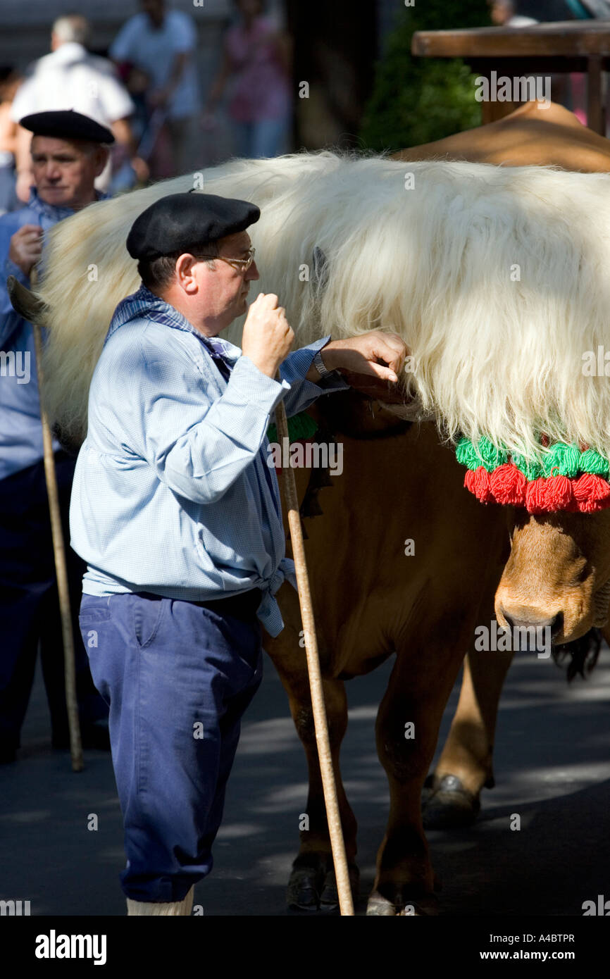 Basque man in traditional dress standing next to cattle, during Aste ...