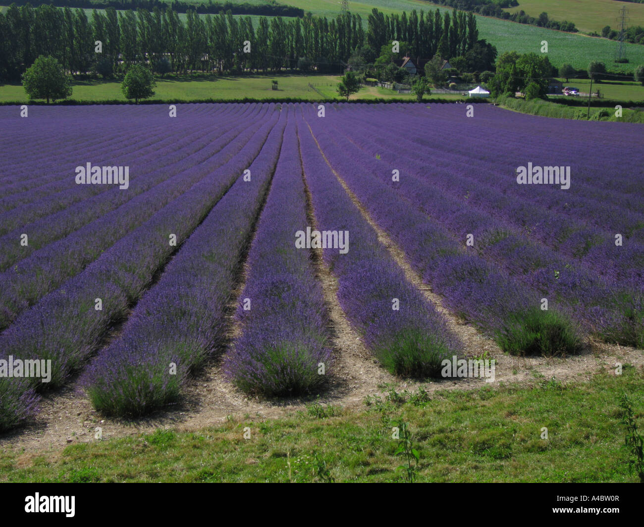 Lavender growing in the Darent Valley at Castle Farm Shoreham Kent UK ...