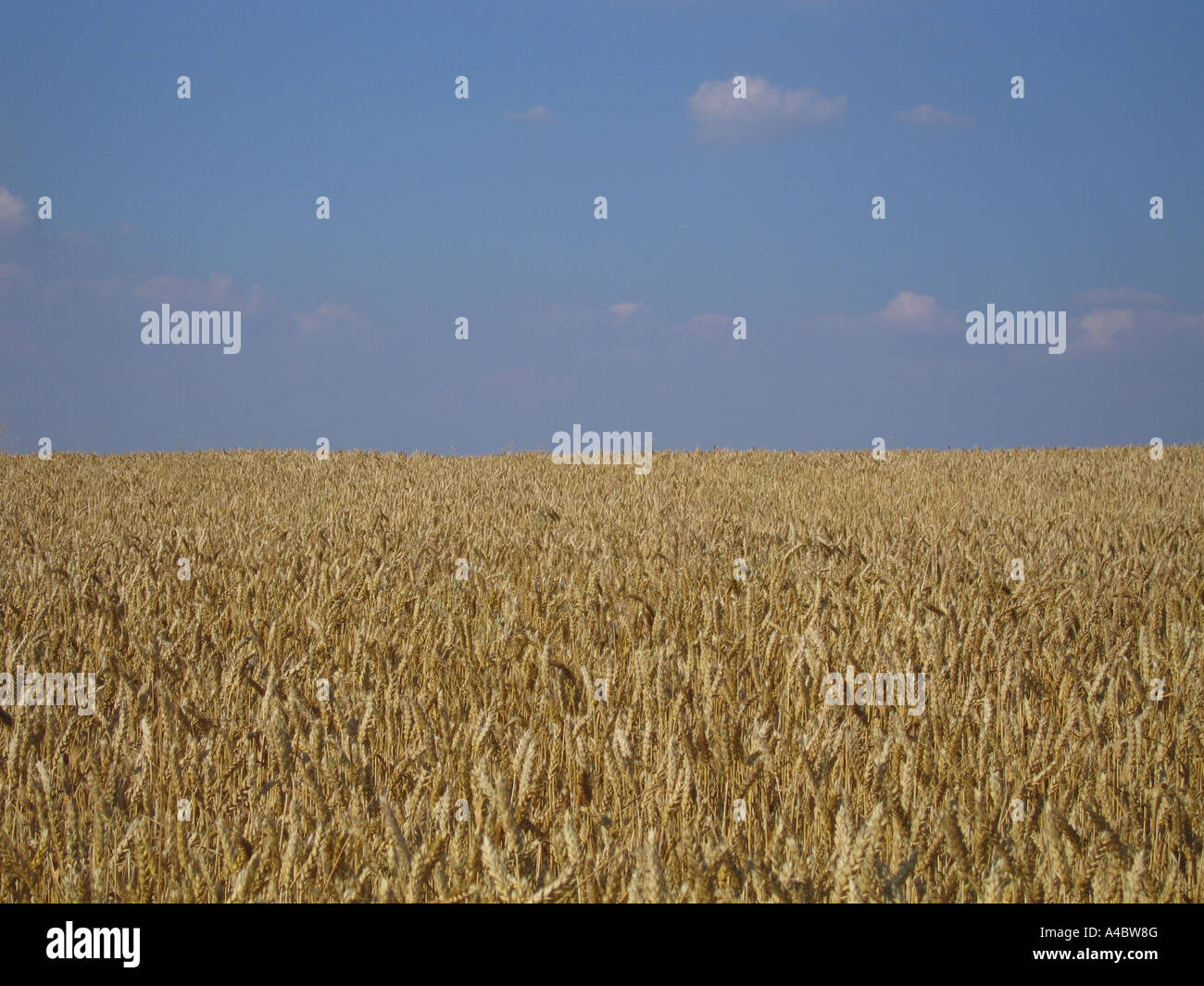Kent wheatfield hi-res stock photography and images - Alamy