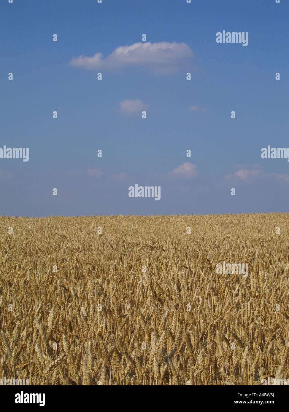 Kent wheatfield hi-res stock photography and images - Alamy