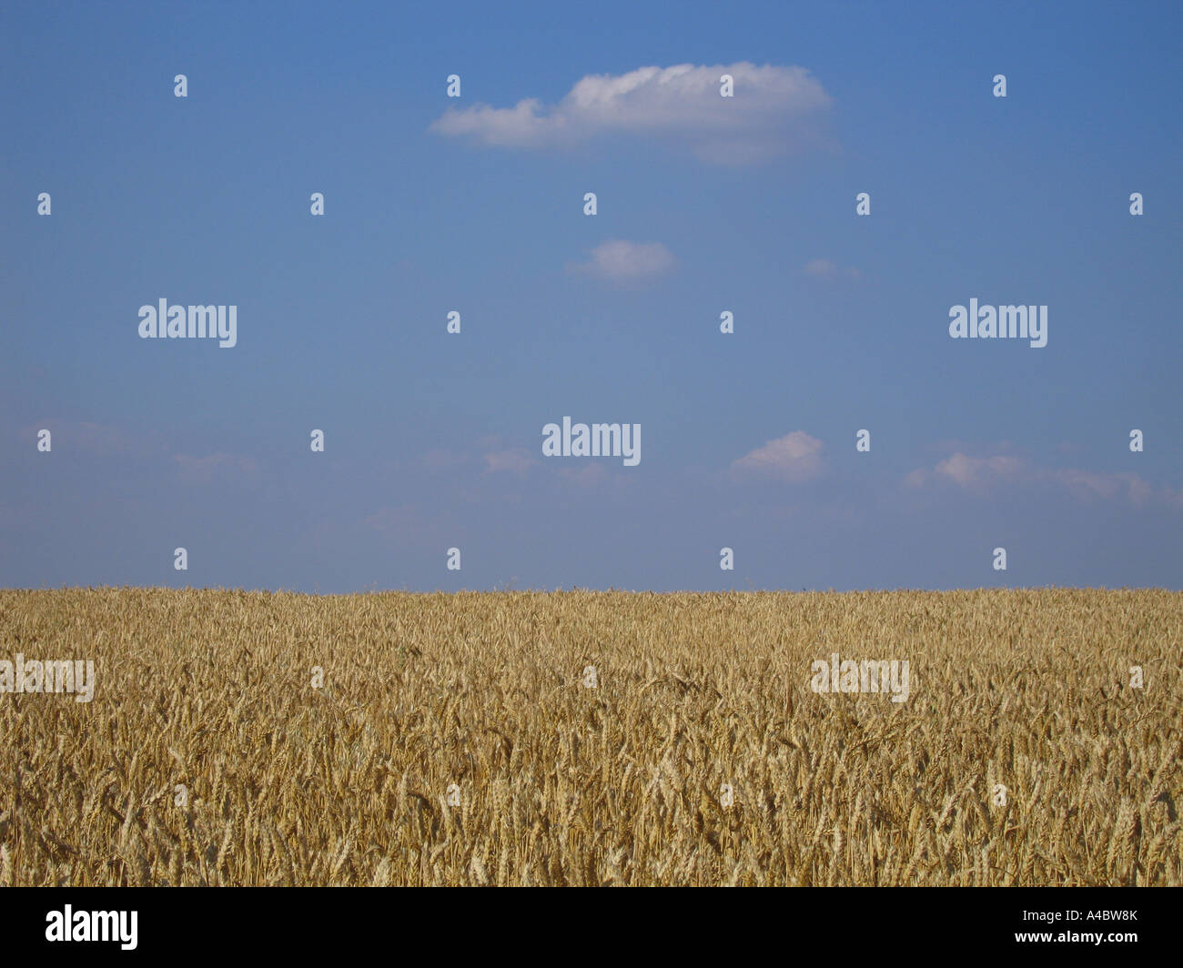 Kent wheatfield hi-res stock photography and images - Alamy