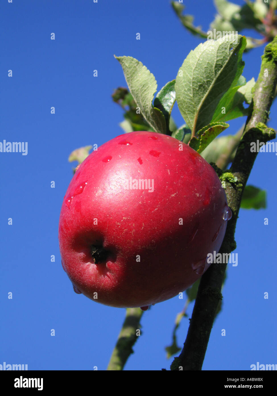 Bromley apple hi-res stock photography and images - Alamy