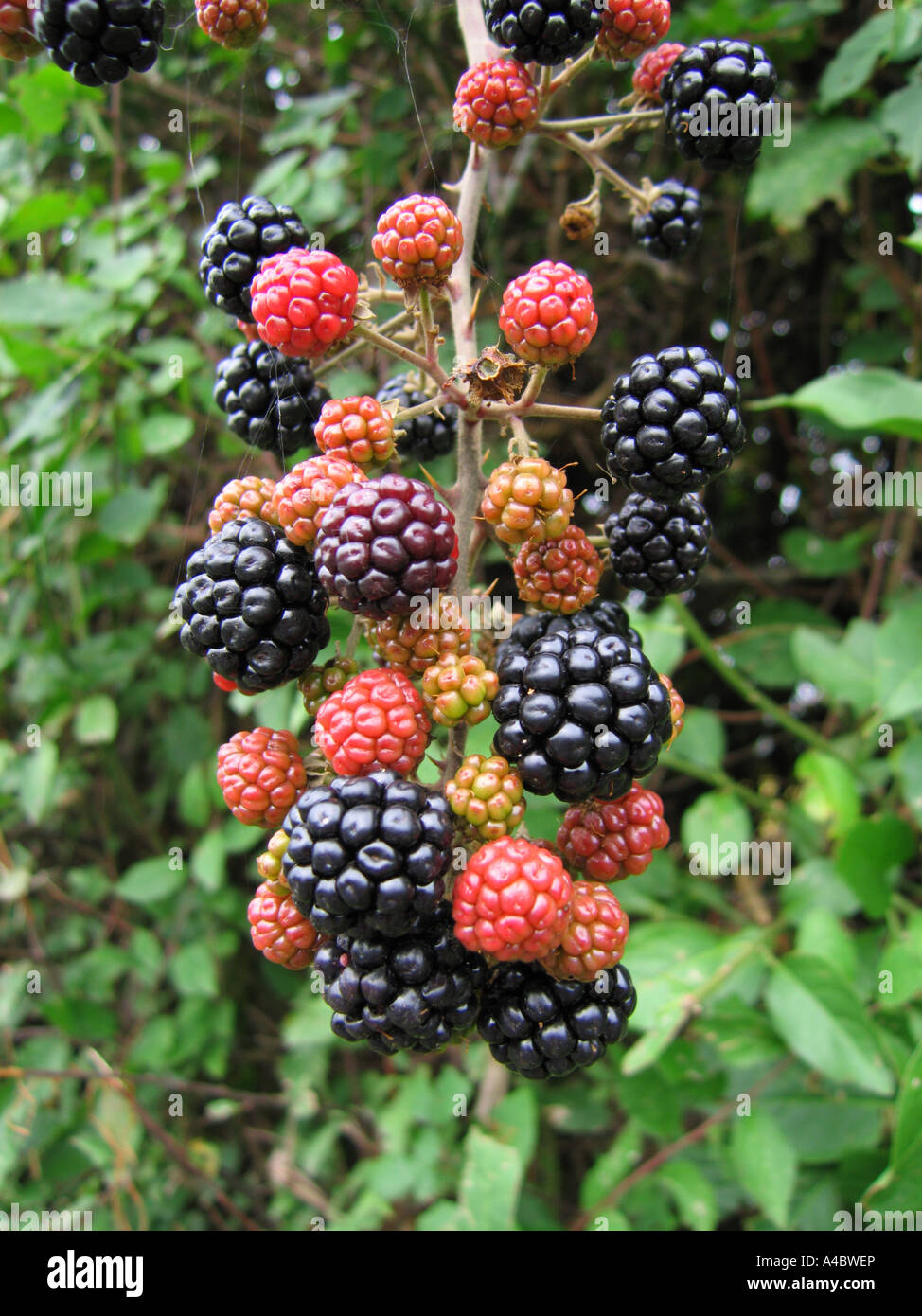 Blackberries growing at Pratt s Bottom Bromley London UK Stock Photo ...