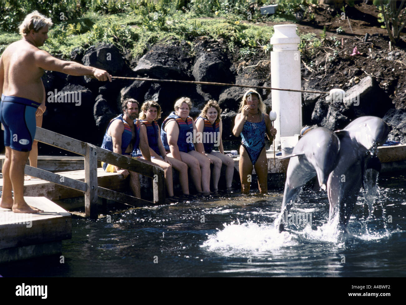 visitors watching dolphins doing tricks at a dolphinpark in hawaii ...