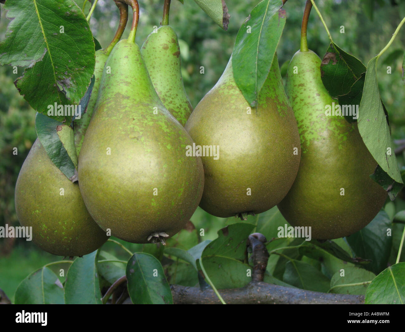 Five pears in a row Hewitts Farm Chelsfield Bromley London UK Stock ...