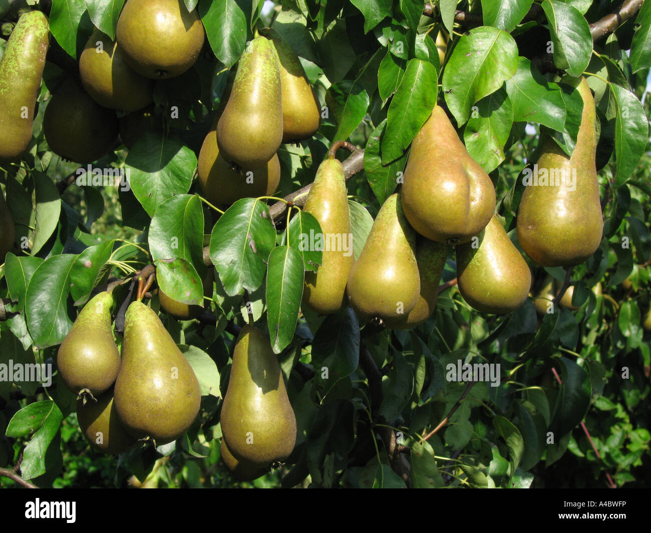 Bunches of pears hi-res stock photography and images - Alamy
