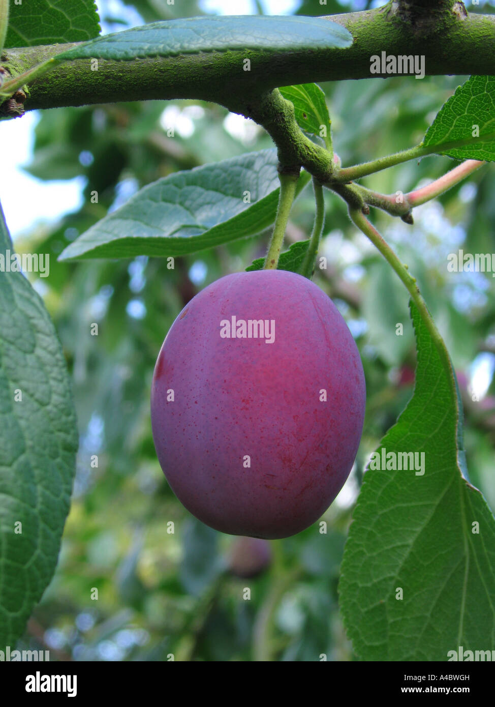 Single plum Hewitts Farm Chelsfield Bromley London UK Stock Photo - Alamy