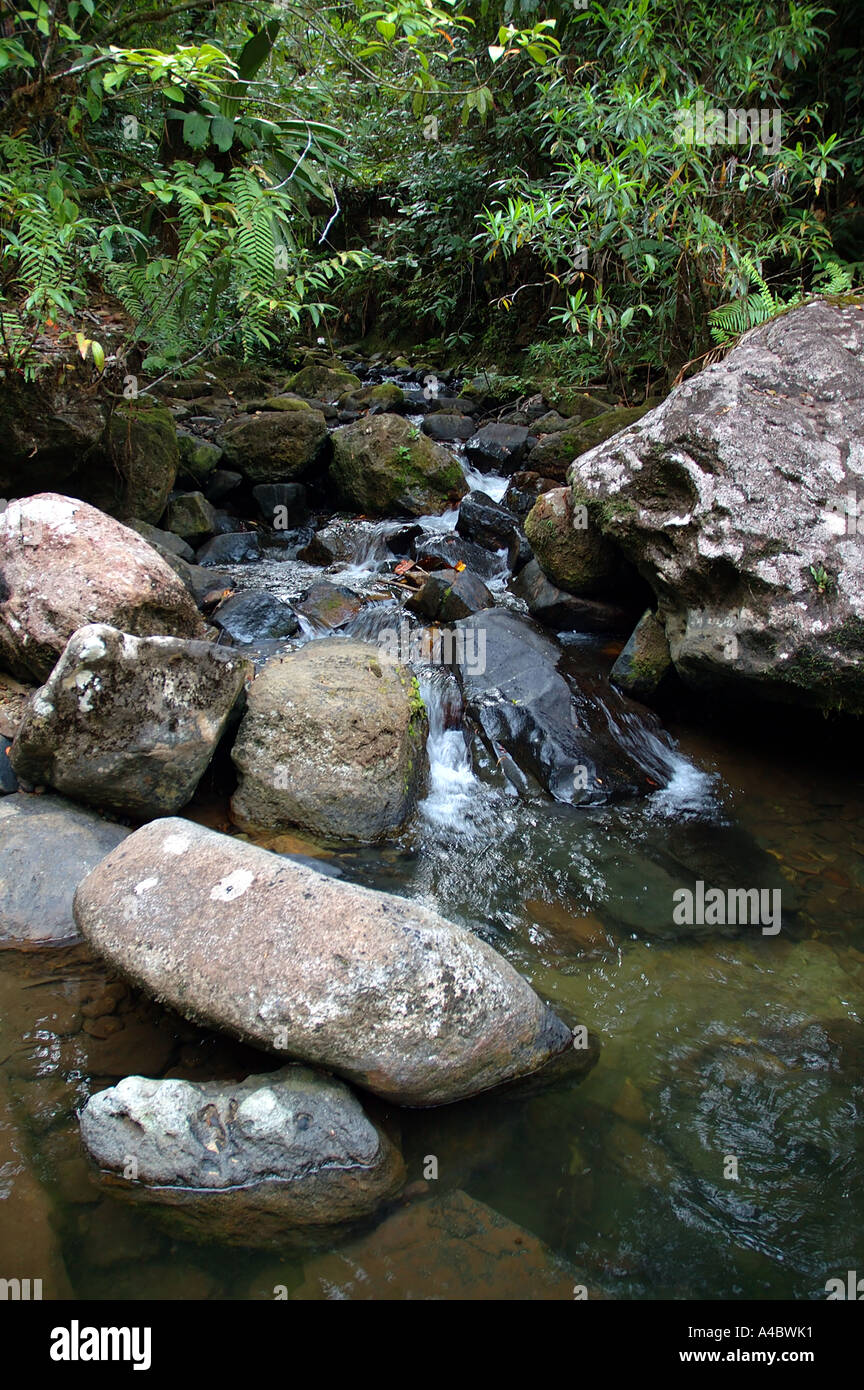 Tropical rainforest masoala peninsula national hi-res stock photography ...