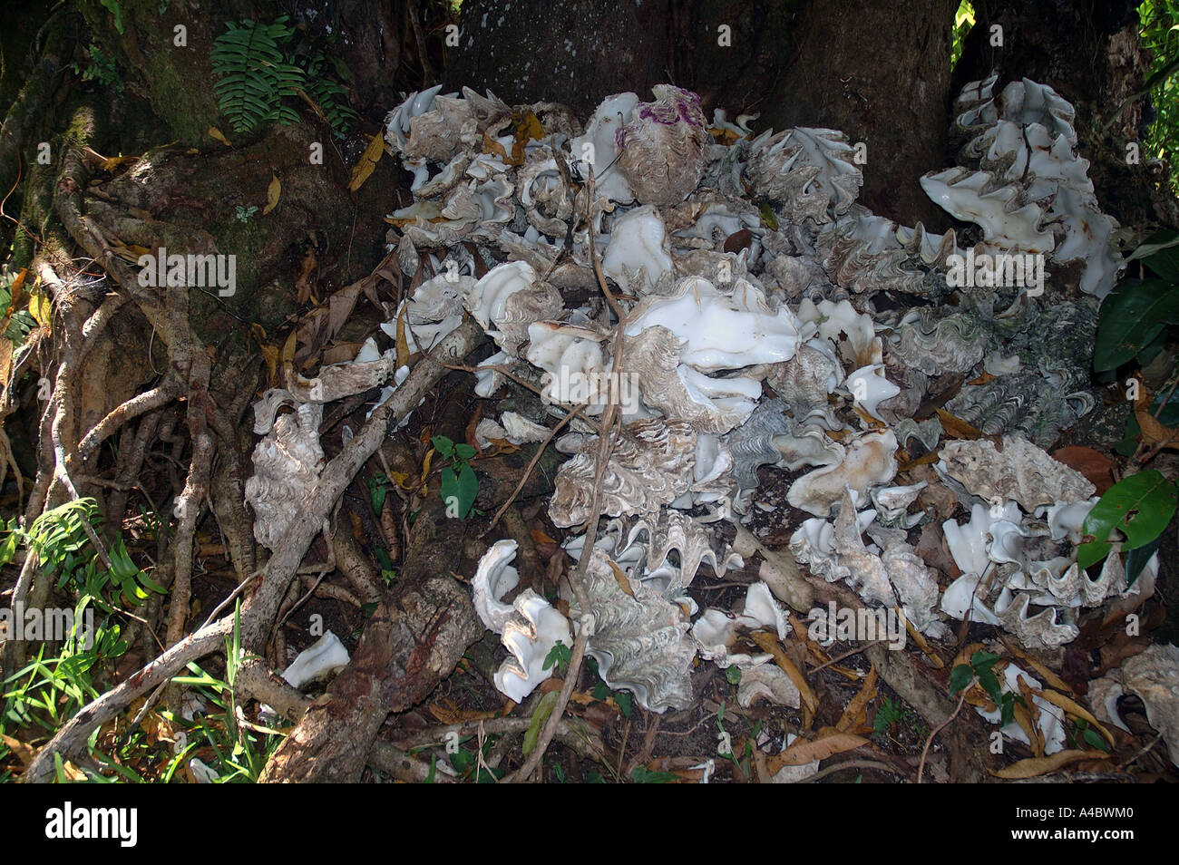 Most endangered clam species High Resolution Stock Photography and ...