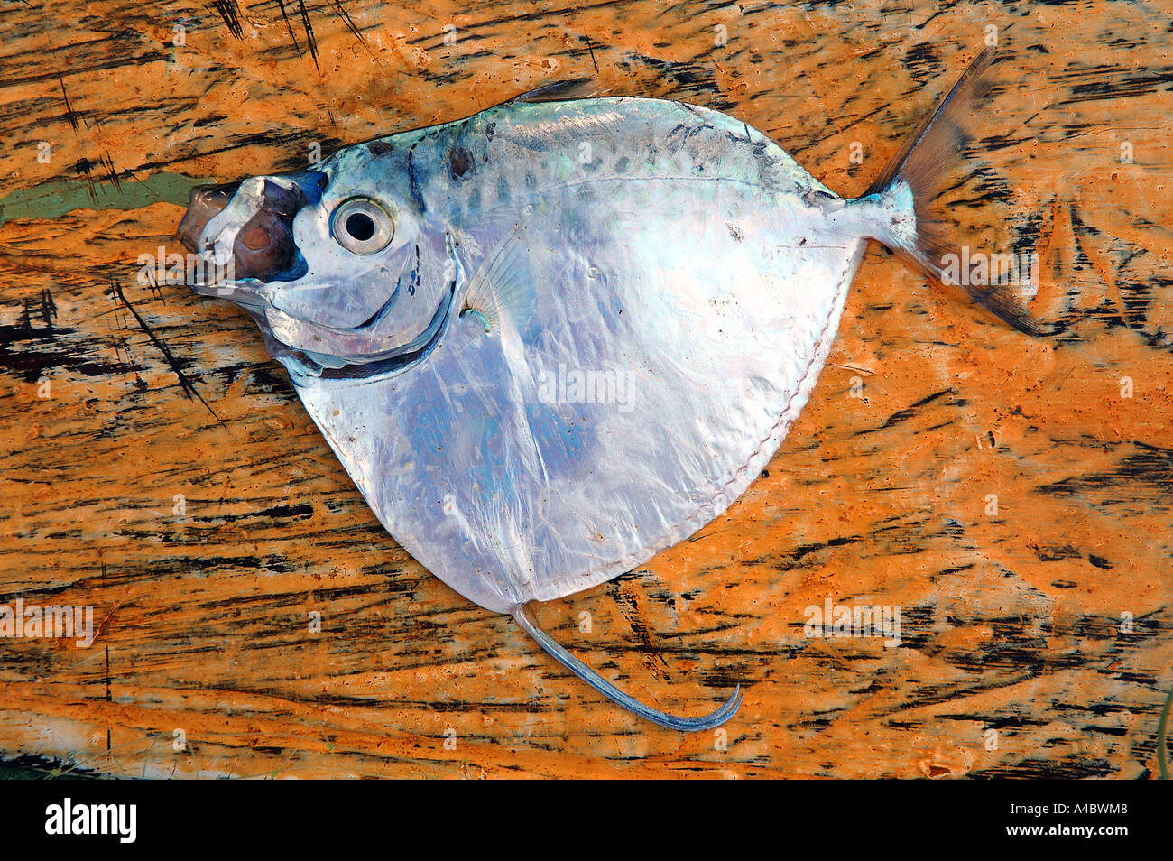 Moonfish mene maculata hi-res stock photography and images - Alamy