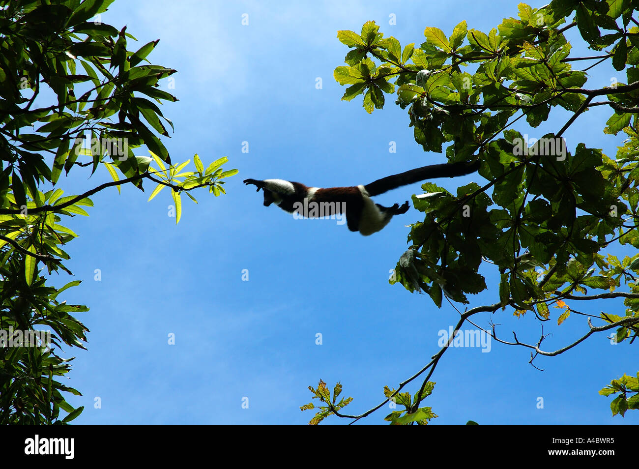 Black and white ruffed lemur jump hi-res stock photography and images ...
