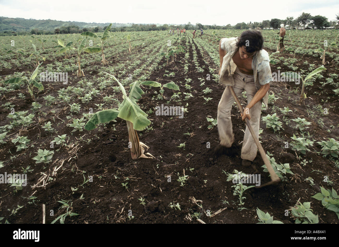 Cassava field rows hi-res stock photography and images - Alamy
