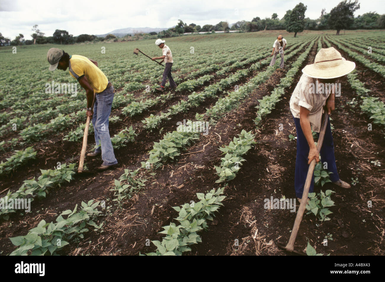 Cassava field rows hi-res stock photography and images - Alamy