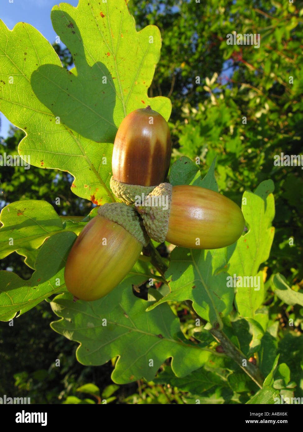 Three acorns hi-res stock photography and images - Alamy