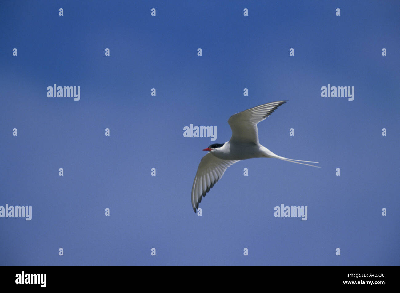 roseate tern in flight 1990 Stock Photo - Alamy