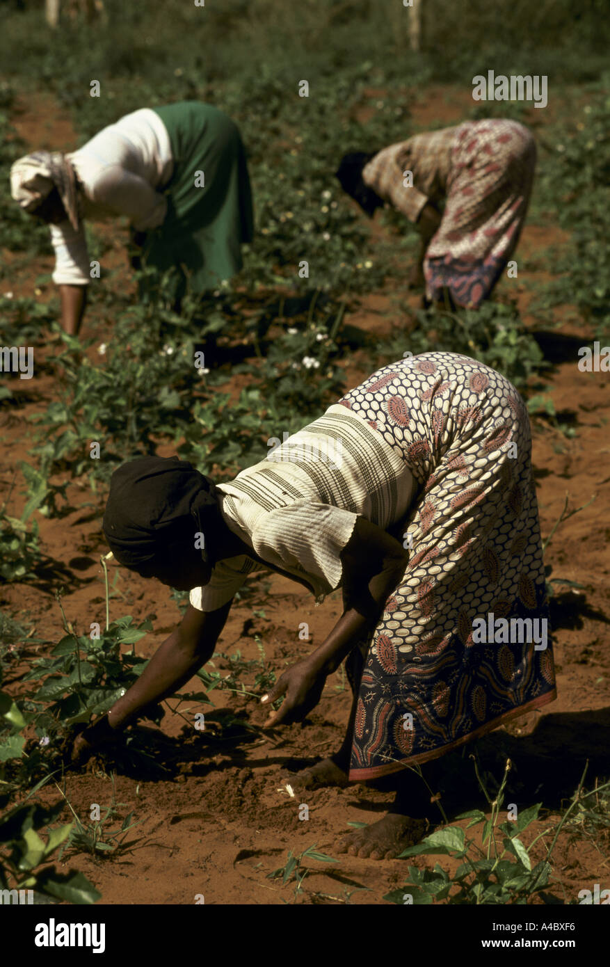 green zones agricultural project women planting weeding Stock Photo - Alamy