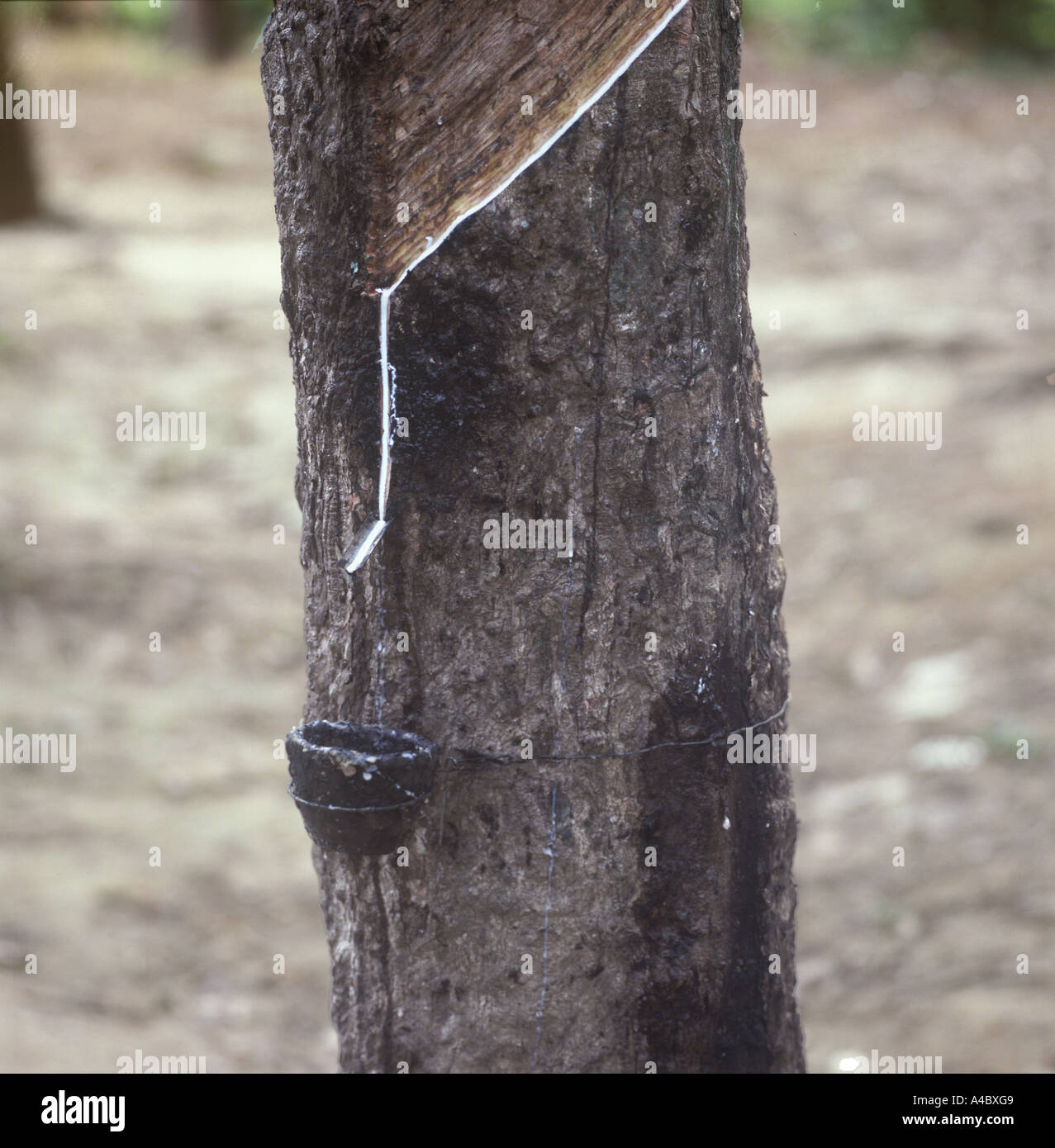 Harvesting Rubber Caoutchouc Tree, Thailand Stock Photo - Alamy