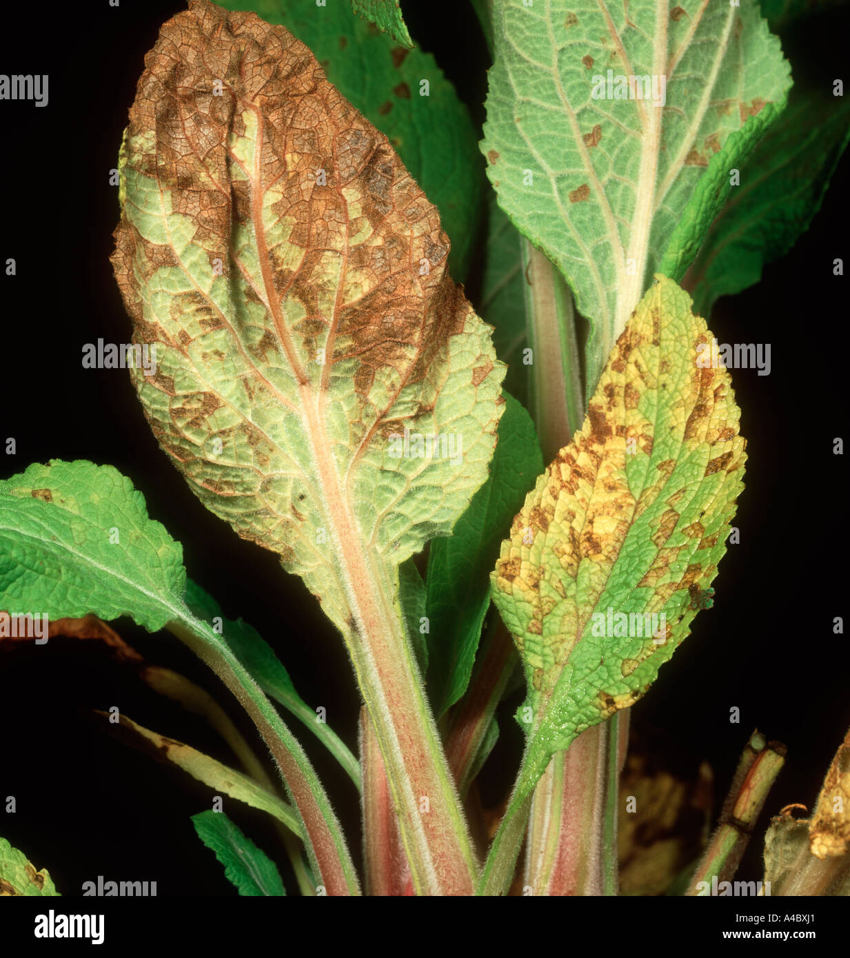 Leaf eelworm Aphelenchoides spp damage to foxglove Digitalis sp leaves ...