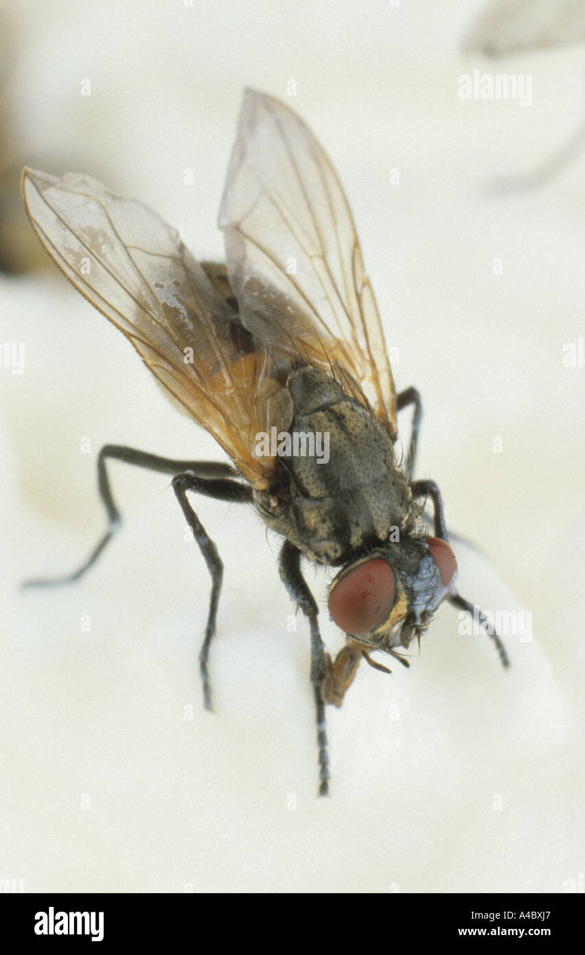Musca domestica proboscis hi-res stock photography and images - Alamy