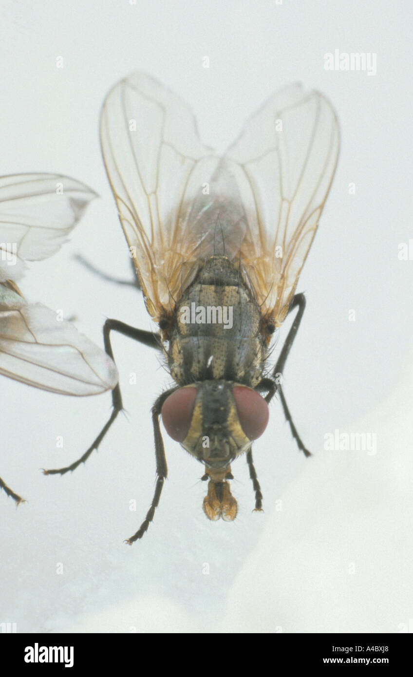 Musca domestica proboscis hi-res stock photography and images - Alamy