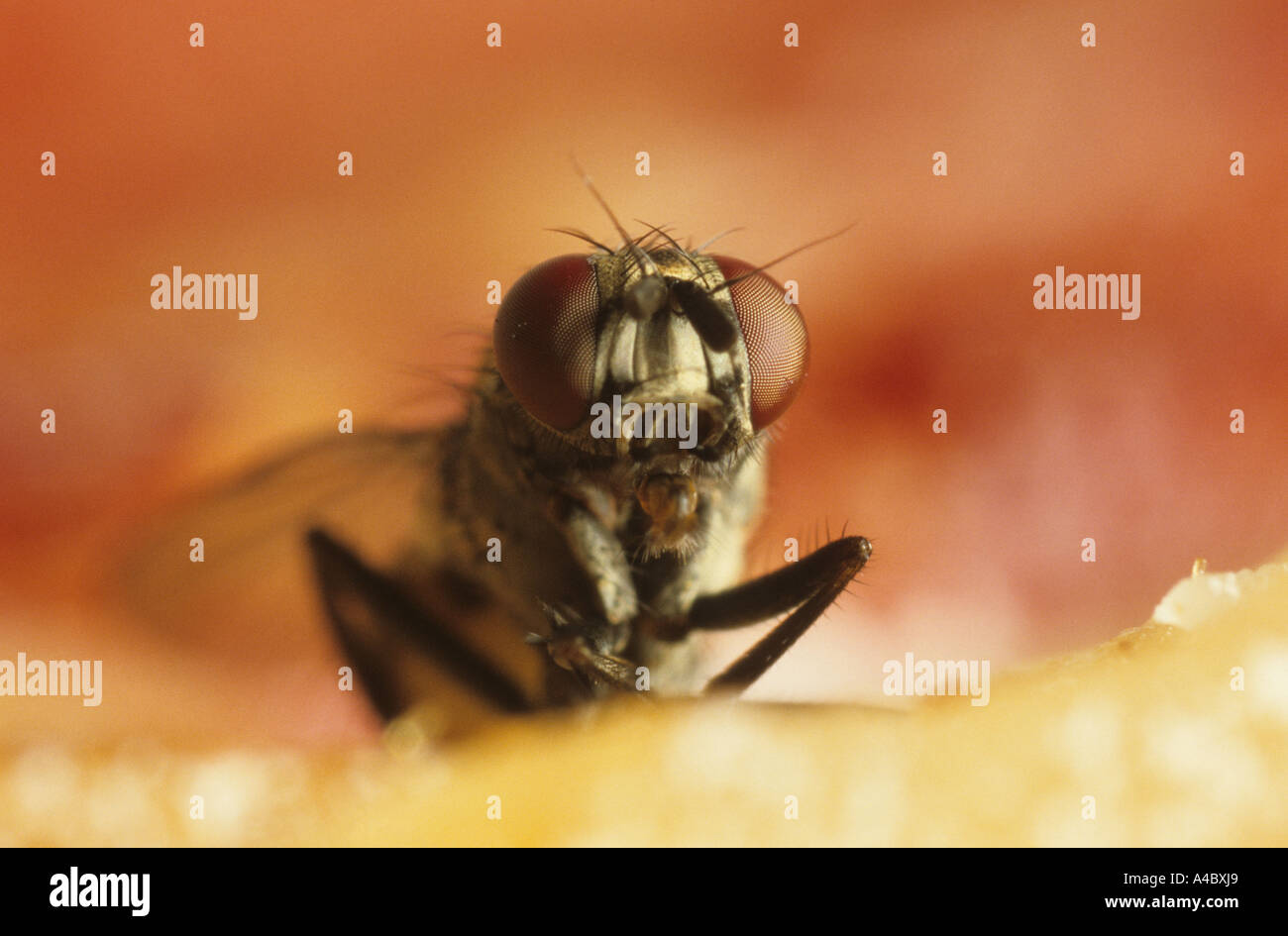 House fly or housefly Musca domestica on meat Stock Photo - Alamy