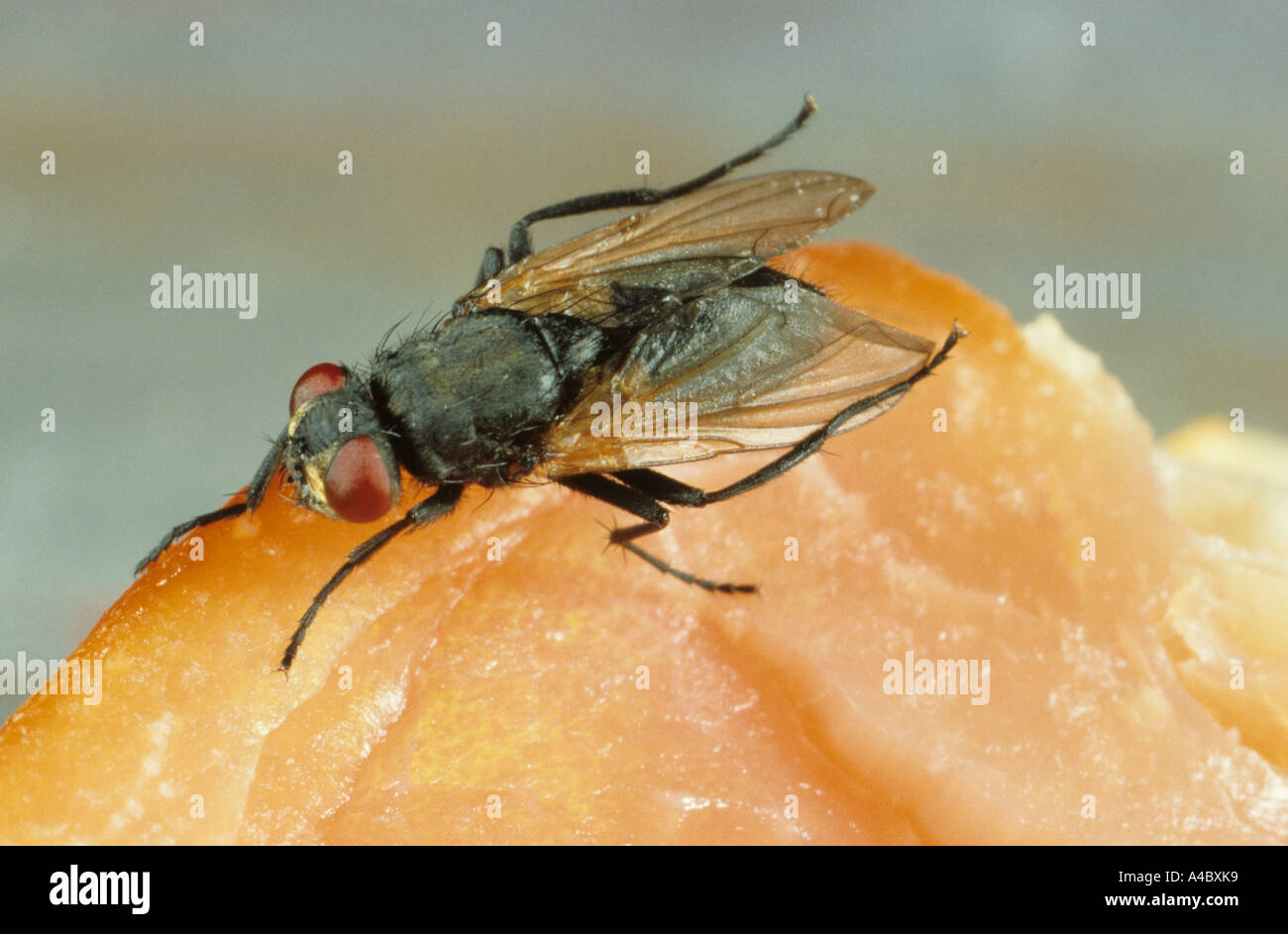 Musca domestica feeding hi-res stock photography and images - Alamy
