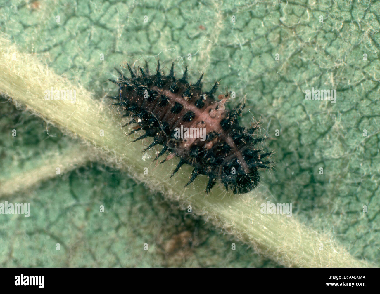 Predator of mites and aphids hi-res stock photography and images - Alamy
