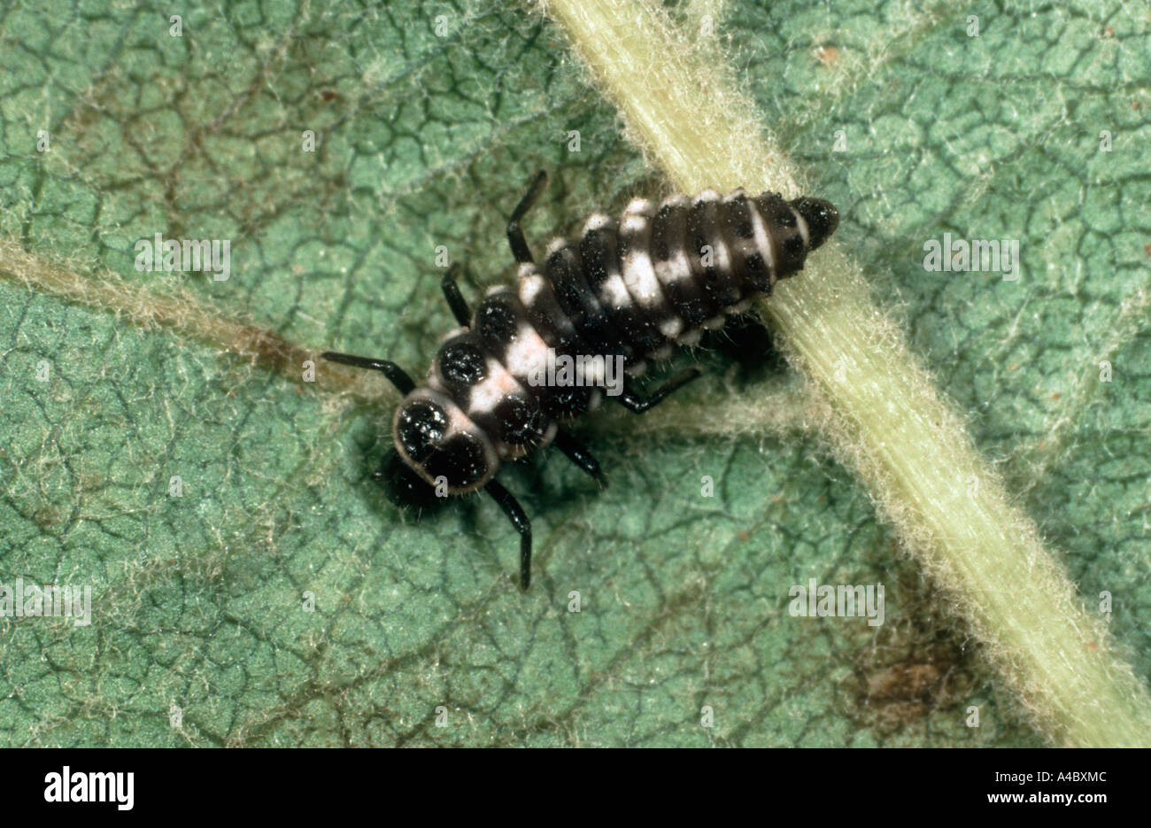 Fourteen spot ladybird or 14-spot ladybird (Propylea ...