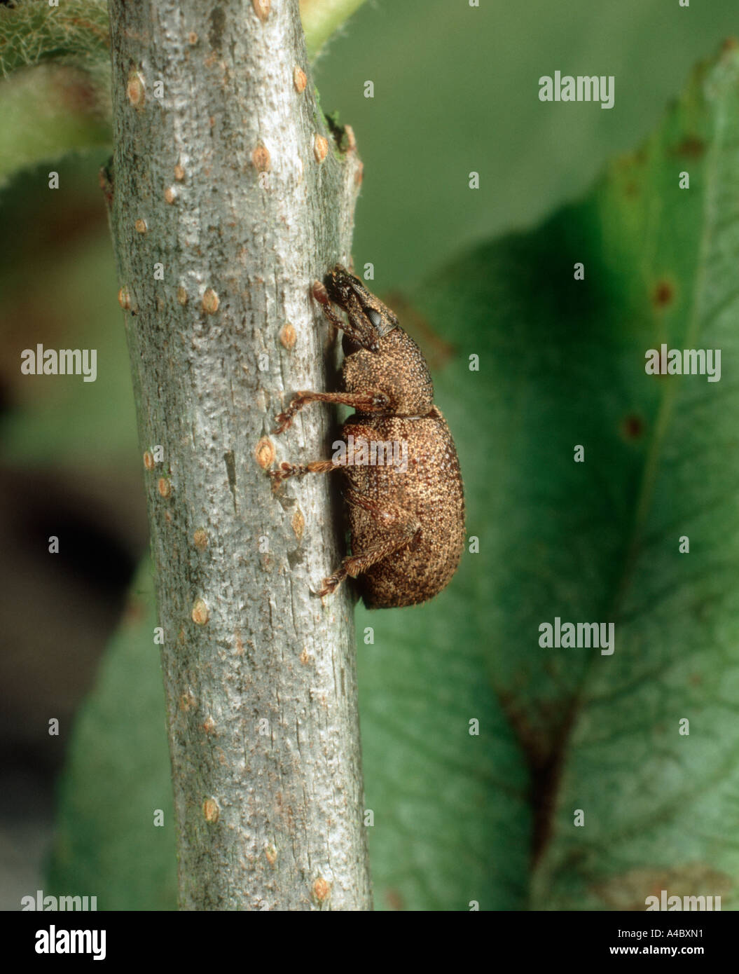 Singularis weevil hi-res stock photography and images - Alamy