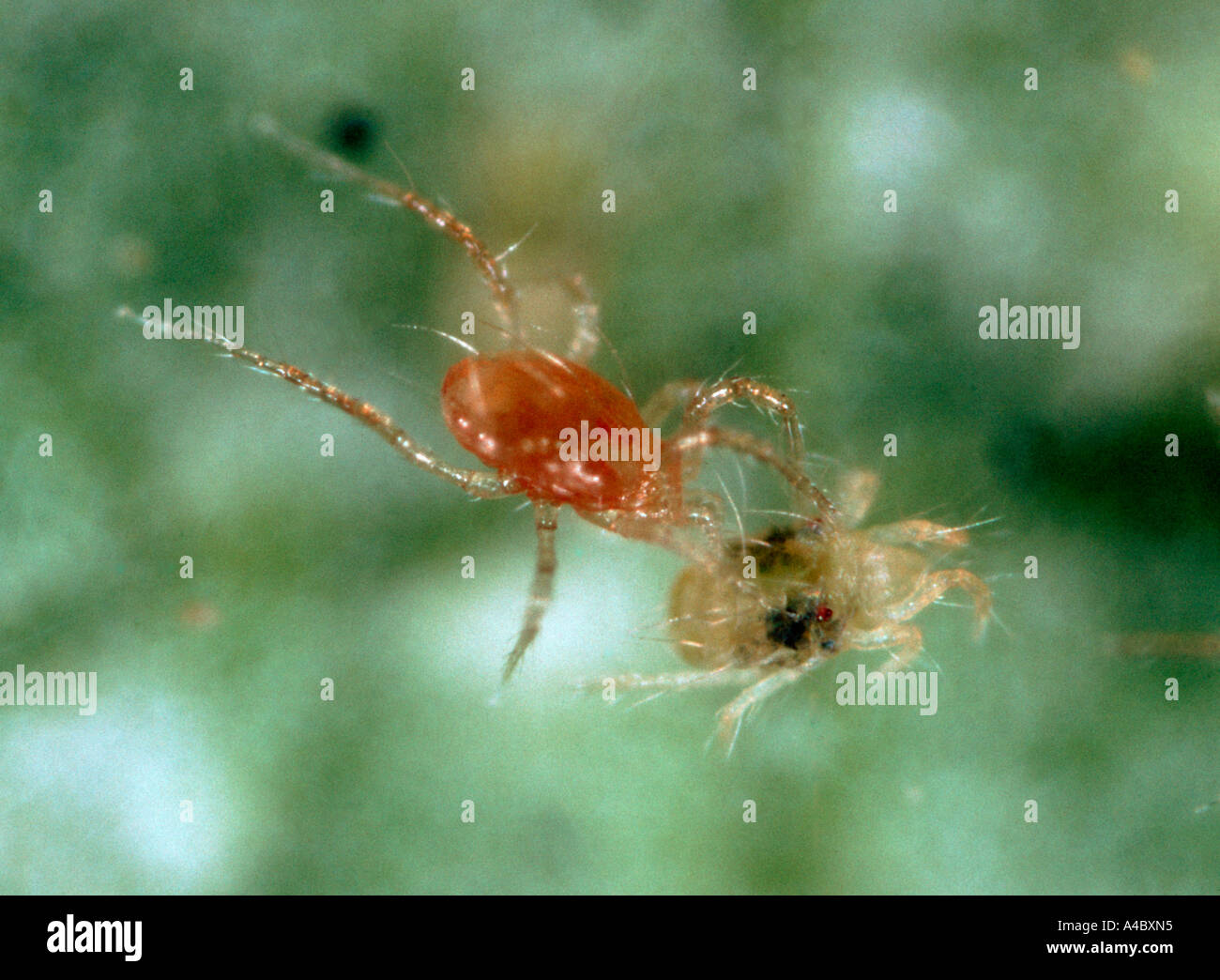 Predatory mite Phytoseiulus persimilis attacking prey mite Tetranychus ...