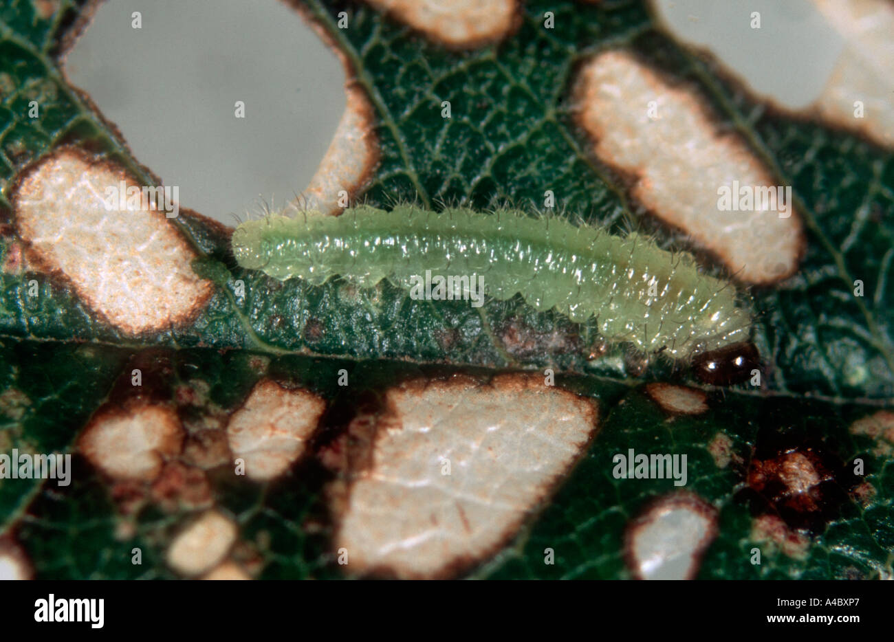 Lesser antler sawfly Cladius deformis larva on damaged rose leaf Stock ...