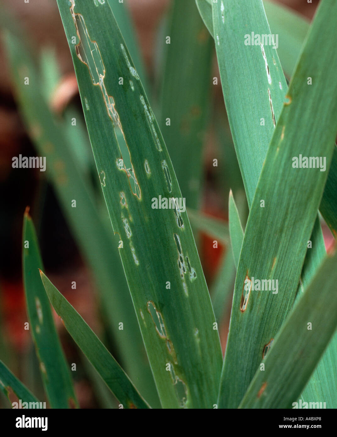Slug damage to Iris Iris spp leaves in spring Stock Photo - Alamy