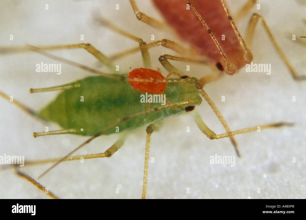 Red velvet mite Allotrombidium fuliginosum nymph attacking Spurge Aphid ...