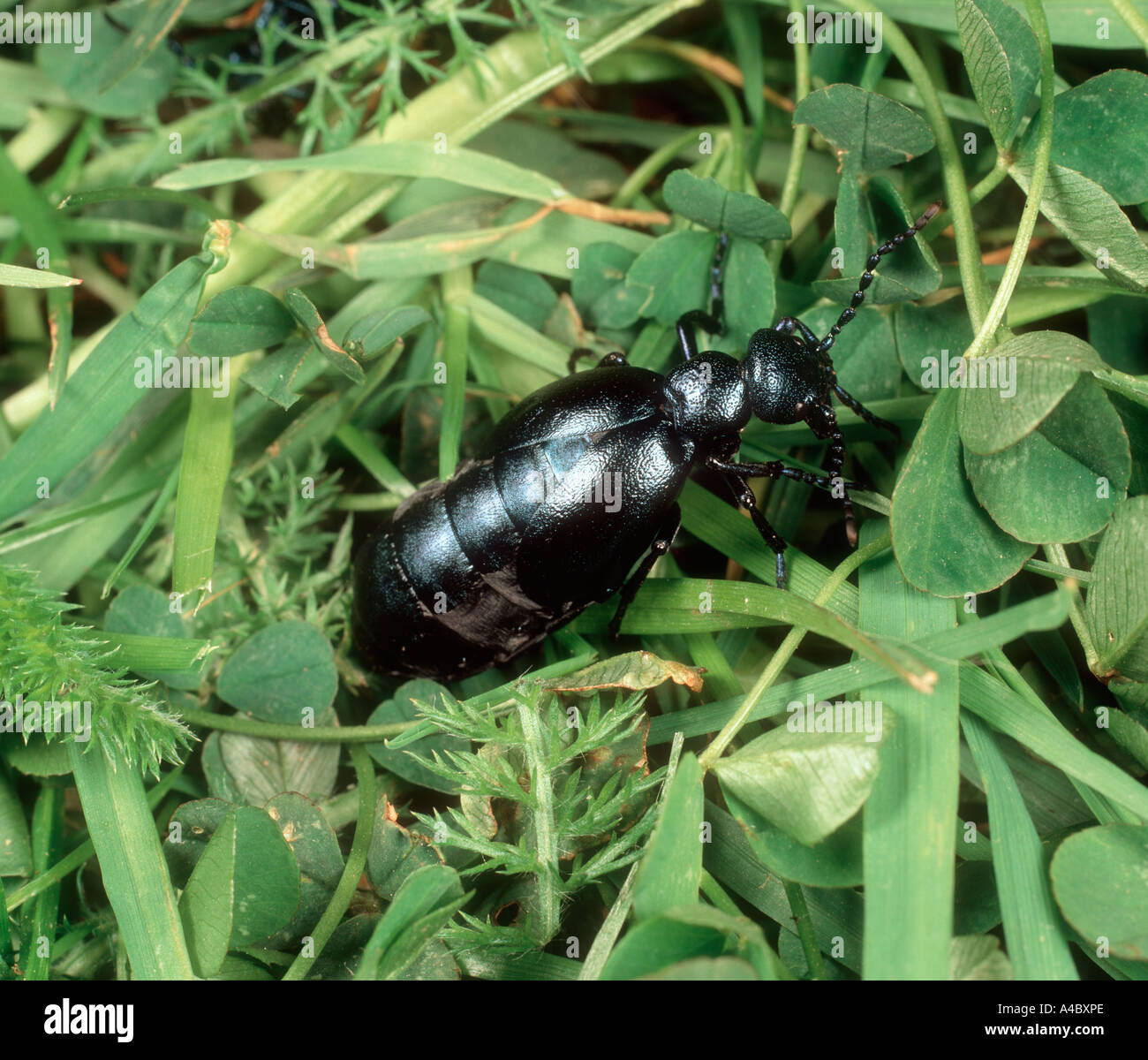 Violet oil beetle (Meloe violaceus) female on grass a scarce insect ...