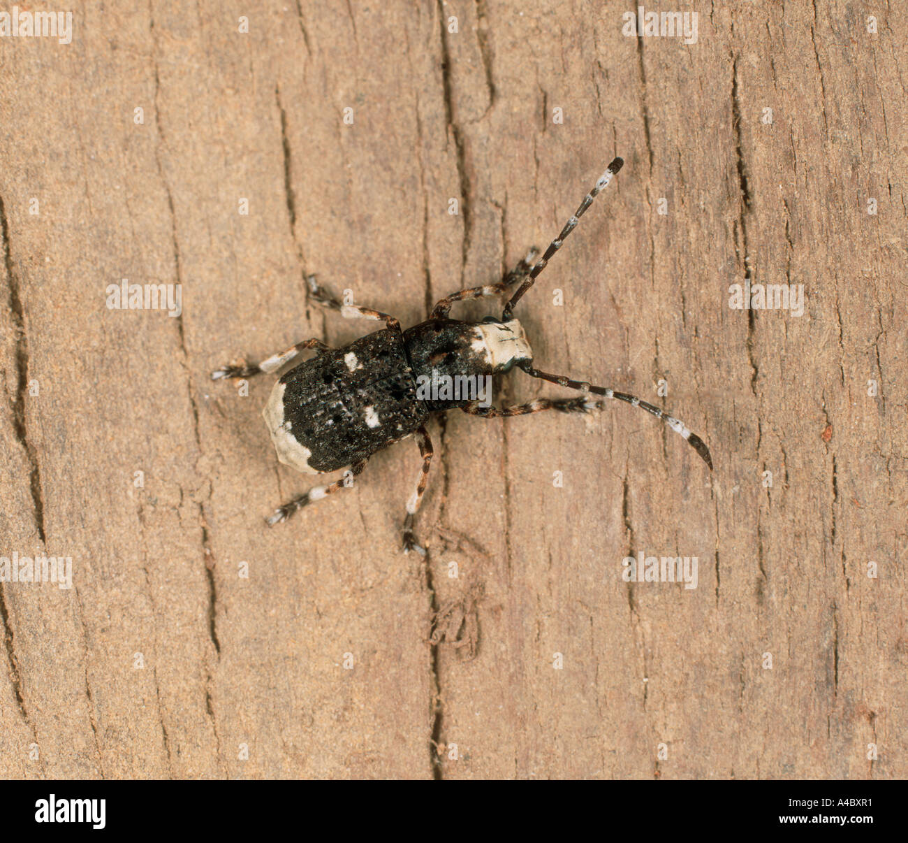 A longhorn beetle Platystomus albinosus an occasional timber pest on ...