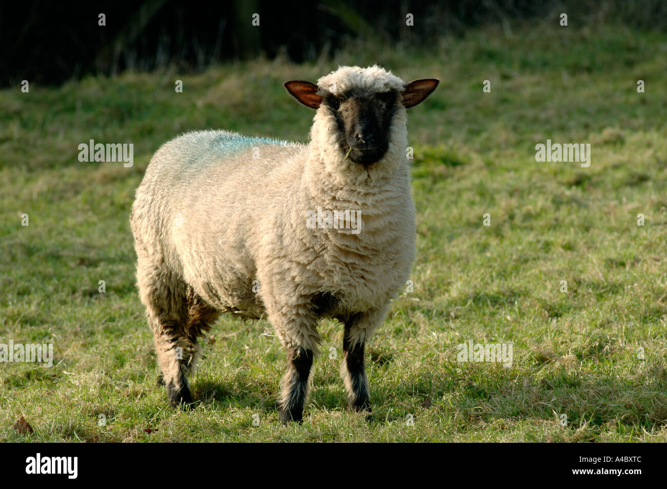 Suffolk cross sheep hi-res stock photography and images - Alamy