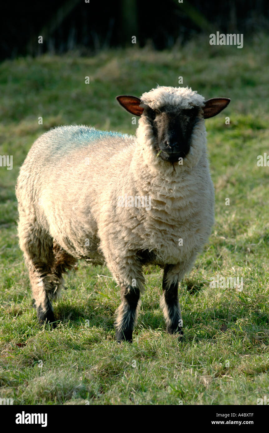 A Suffolk cross ewe lamb backlit watching the camera Stock Photo - Alamy