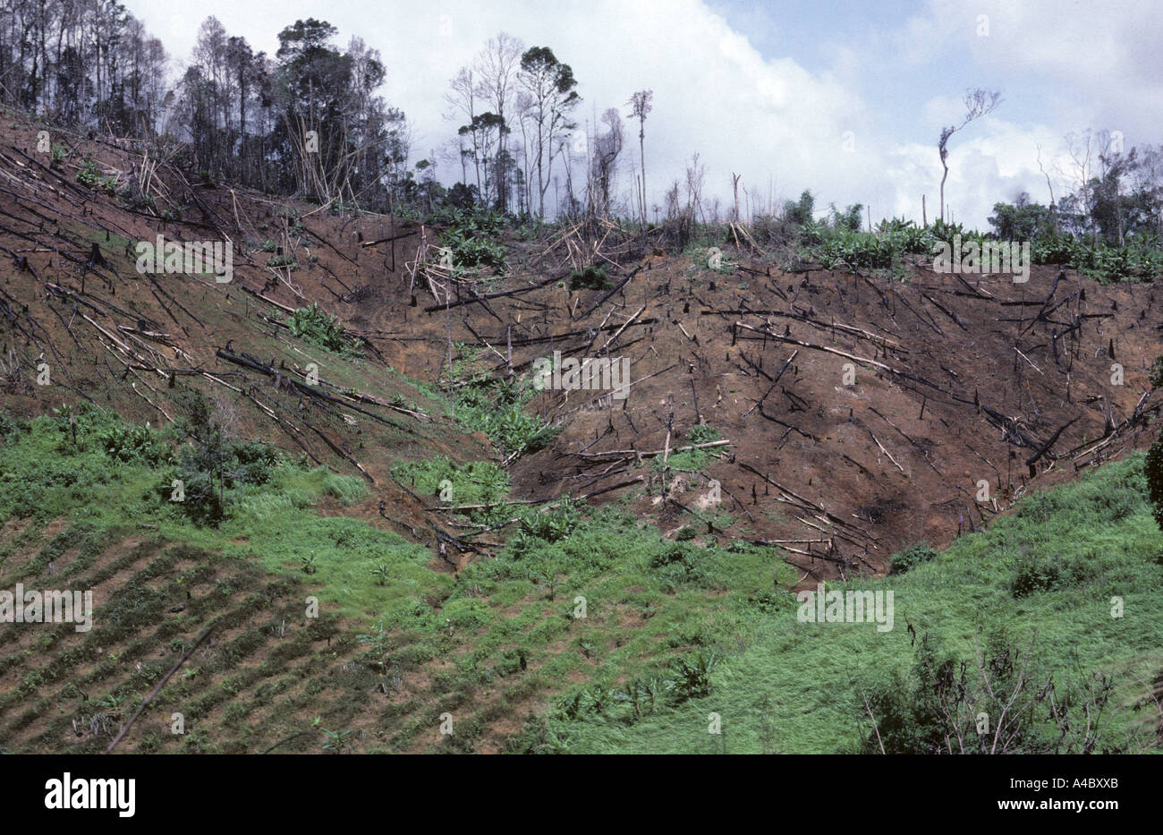 Tropical Deforestation Stock Photos & Tropical Deforestation Stock ...