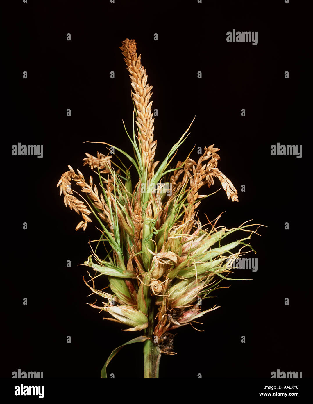 Maize tassel disease hi-res stock photography and images - Alamy