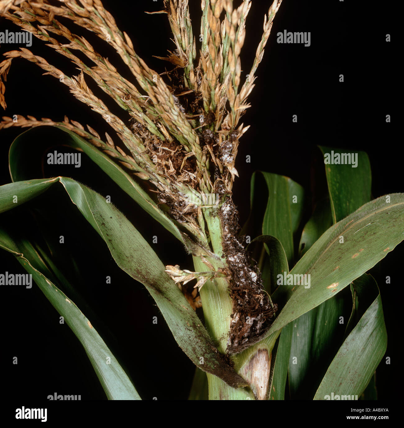 Tassel Zea Mays High Resolution Stock Photography and Images - Alamy